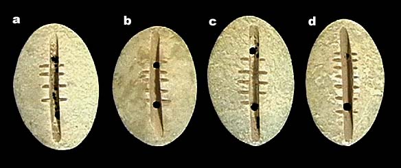 Ancient Chinese imitation cowries